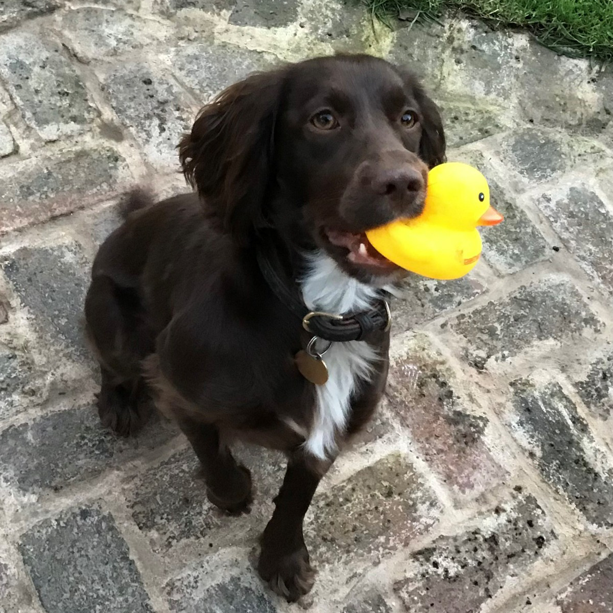 Rubber Duck – Bathshack