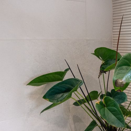 Clunia Natural 31 x 98cm Matt Rectified White Body Tile - 1.21sqm ...