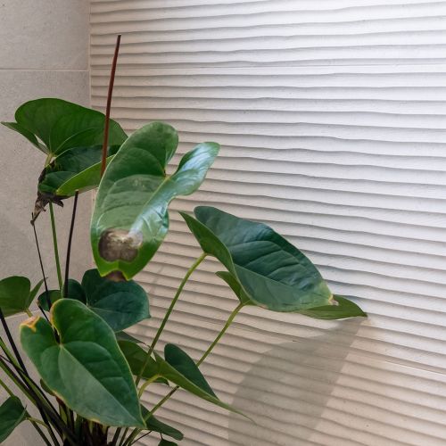 Clunia Roa Natural Decor 31 x 98cm Matt Rectified White Body Tile - 1 ...